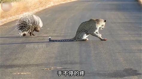 花豹想捕猎豪猪，却搞得自己很狼狈 Youtube