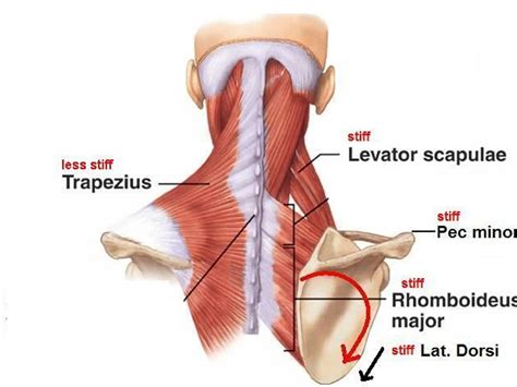 09 Scapular Region Anatomy Detailed Anatomy Ppt