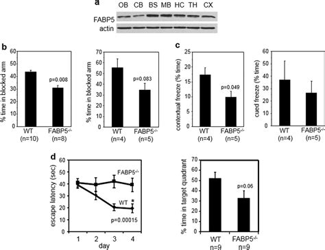 Fatty Acid Binding Protein 5 Fabp5 Regulates Cognitive Function Both
