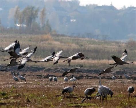 На Куприяна обычно выходили в поле убирать корнеплоды 13 сентября Куприянов день Журавлиное
