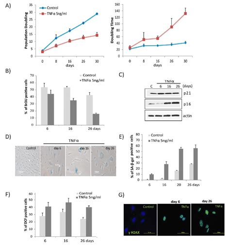 TNFα induces senescence and DNA damage in HUVECs A Long term growth