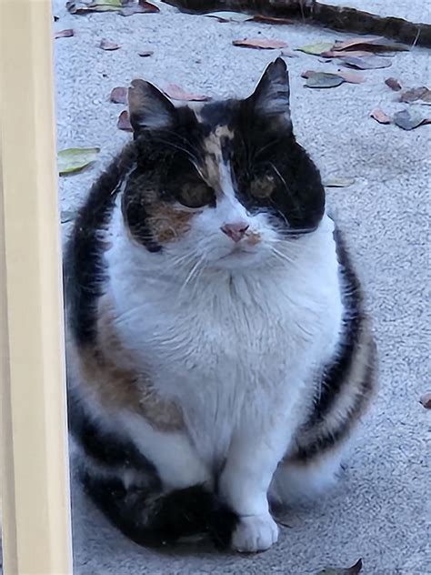 She S Mad She Couldn T Sneak Inside R 196