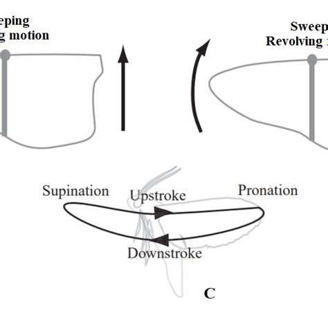 1 Primary Kinematics For The Sweeping Motion During The Flapping Download Scientific Diagram