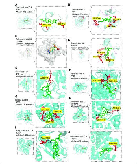 Molecular Docking Analysis A B Molecular Docking Of Polyporenic Acid