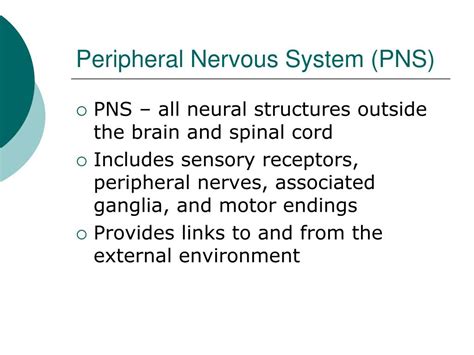 Ppt The Peripheral Nervous System Pns Powerpoint Presentation Free