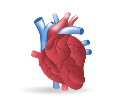 Best Heart Illustration Download In Png And Vector Format