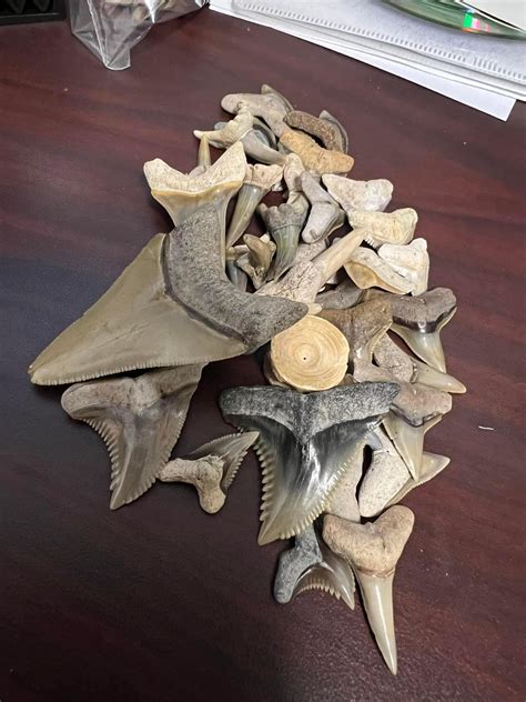 Bone Valley Fossils Fossil Hunting Trips The Fossil Forum