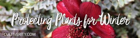 Protecting Plants In Cold Weather Strategies For Winter Garden Protection