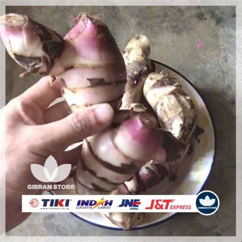 Paket 1kg Umbi Ganyong Lazada Indonesia