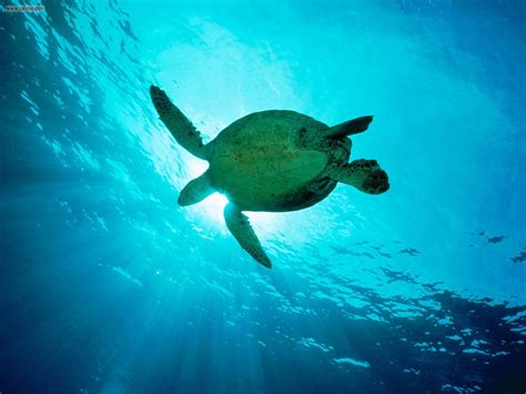 Sea Turtle Wallpaper 1600x1200 40862