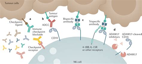Nature Reviews Drug Discovery Natrevdrugdisc Twitter