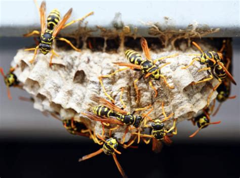 How To Deter Wasps From Building A Nest On Porch At Susanne Lumpkin Blog