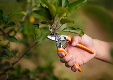 When To Prune Lemon Trees