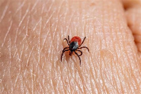 Sanidad Recomienda Tomar Medidas Preventivas Y El Uso De Repelente Como