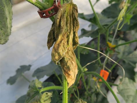Cucumber