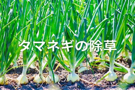 麦農家のためのカラスムギ対策！ 効果的な防除体系は？ Minorasu ミノラス 農業経営の課題を解決するメディア