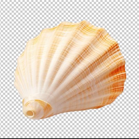 Premium Psd Seashell Pngseashell