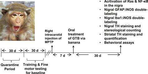 Schematic Presentation Of Experiments In Monkeys Female Rhesus Monkeys