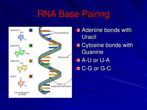 Ppt Dna Rna And Dna Replication Powerpoint Presentation Free Download Id 5660832