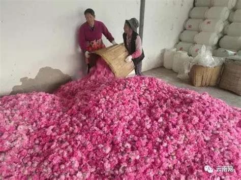 最新公示！雲南擬定這10地為國家級示範，政策資金重點支持 每日頭條