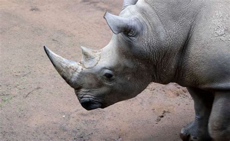 Zoo Atlanta Welcomes Southern White Rhino Zoo Atlanta
