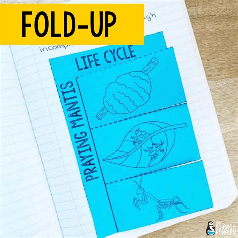 Life Cycles Science Notebook Photos