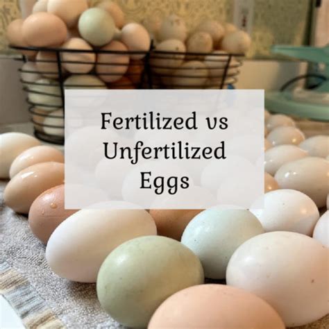 Fertilized Vs Unfertilized Eggs The Cape Coop