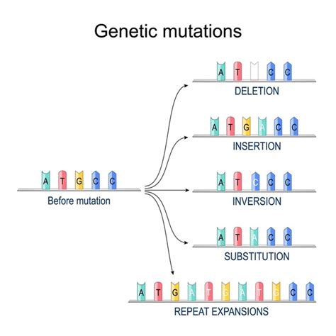 Frameshift Mutation Diagram