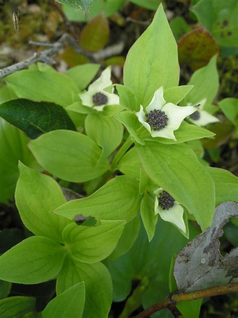 Cornus Canadensis Seed Bunchberry Twining Vine Garden