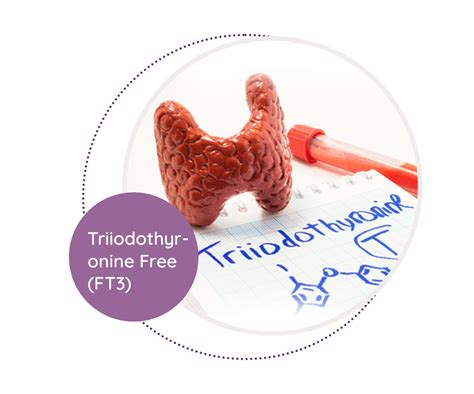 Triiodothyronine Free Ft3 Mediscan Lab