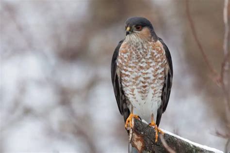 Types Of Hawks In Virginia Photos Bird Feeder Hub