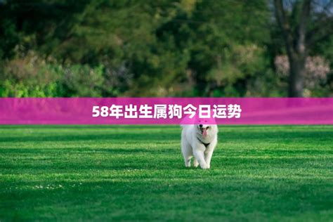 58年出生属狗今日运势幸运之星高照