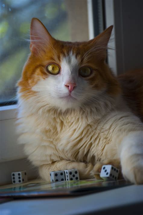 Кот Кубик с кубиками — Audi A6 C5 24 л 1997 года фотография Drive2