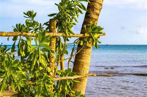 Wooden Trail Walk Path And Fence At Caribbean Beach Mexico Stock Image