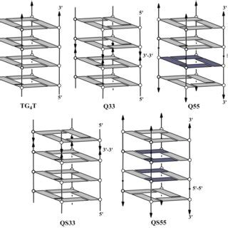Schematic Illustration Of The G Quadruplex Structures Adopted By TG 3 T