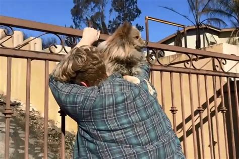 Hombre Se Reecuentra Con Su Perro Que Sobrevivió A Incendios En
