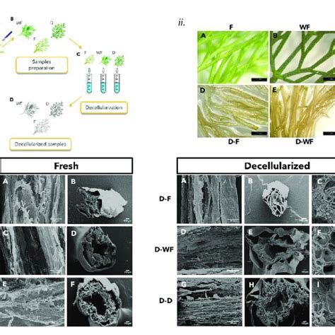 I Schematic Procedure For Obtaining Decellularized Leaves From Fresh