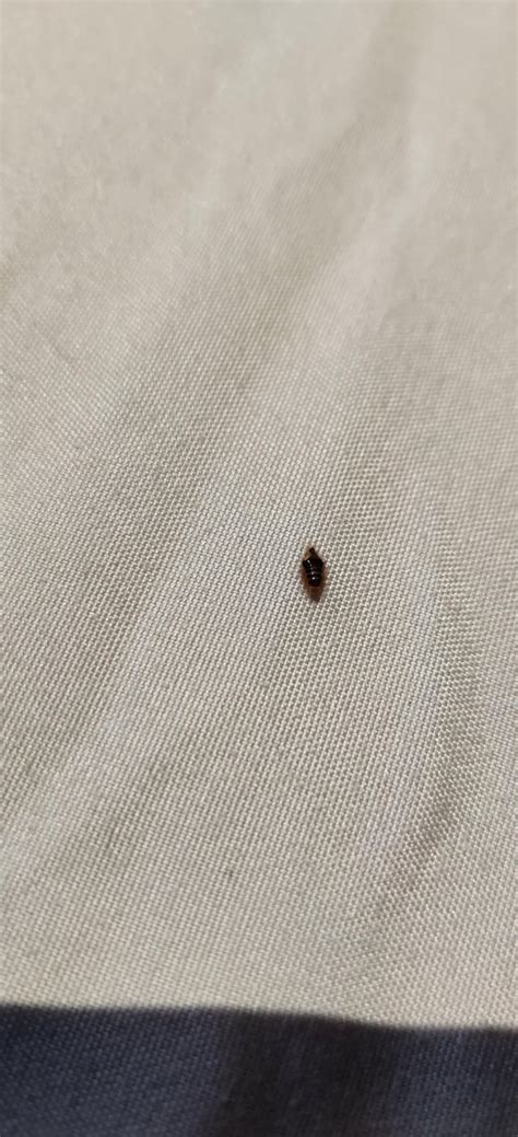 Saw This Crawling On My Bedsheet Looks Like Its Covered In Hair R