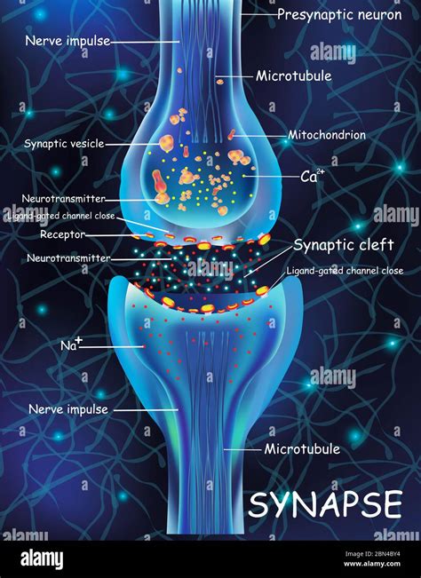 Brain Synapses Diagram