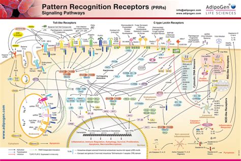 Pattern Recognition Receptors Poster Adipogen Life Sciences