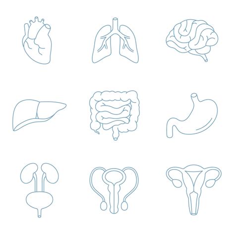 인간 내부 장기 아이콘 세트 심장 폐 뇌 간 창자 위 신장 방광 남성과 여성의 생식 시스템 흰색 평면 벡터 일러스트에 고립의