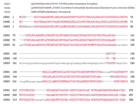Fig S1 The Alignment Results With The Putative Protein Sequence Of P