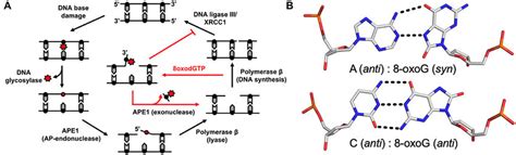 Base Excision Repair Pathway A A Schematic Demonstrating How The Ber
