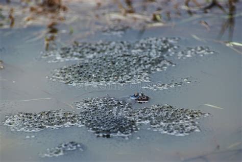 Frog Spawn Sex Act Stock Image Image Of Macro Spring 58602431