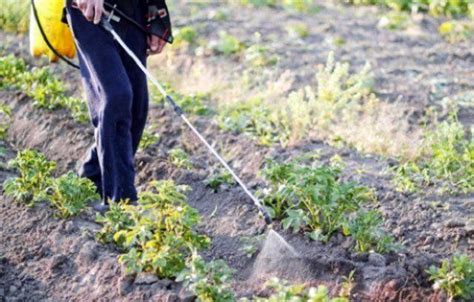 Чем обработать картофель чтобы его не съели до вас Garden Care