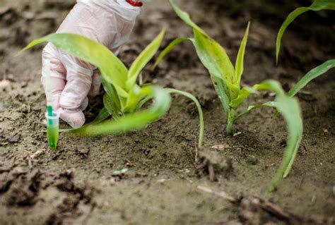Keine Gentechnik Ohne Kontrolle Greenpeace