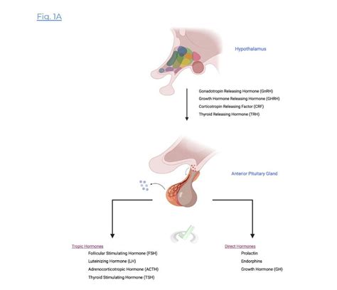 Hypothalamus Hormone
