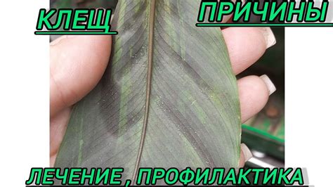 🪴КЛЕЩ на растениях Почему возникаетпризнаки лечение💚 Youtube