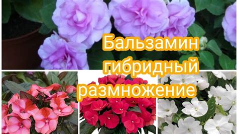 БАЛЬЗАМИН ГИБРИДНЫЙ РАЗМНОЖЕНИЕ 💐 - YouTube