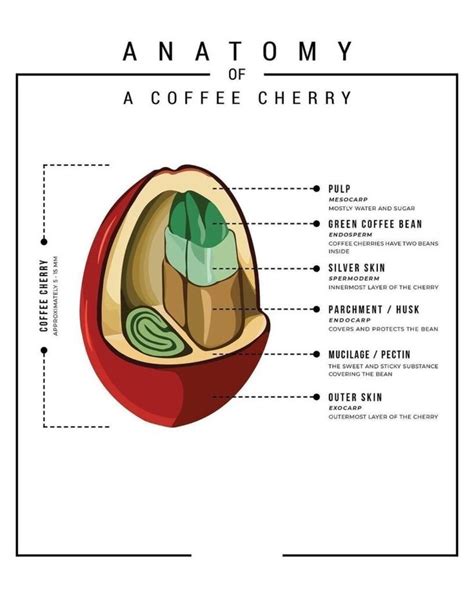 Anatomy Of A Coffee 🍒 Coffee Beans Coffee Infographic Coffee Roasting